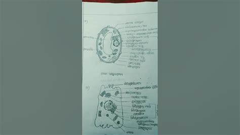 উদ্ভিদ কোষ ও প্রাণি কোষের চিত্র অঙ্কন Youtube