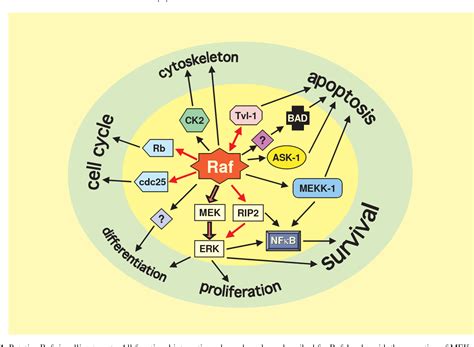 Cell Signalling Map Kinase Signaling With Phospho Elisa