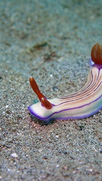 Pretty Nudibranch Nudibranch Flatworm Vitaminesea Underwater