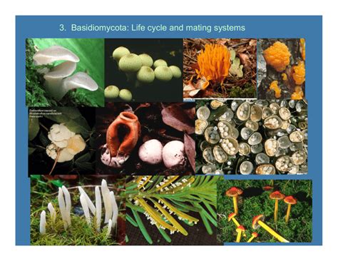 Basidiomycetes Life Cycle