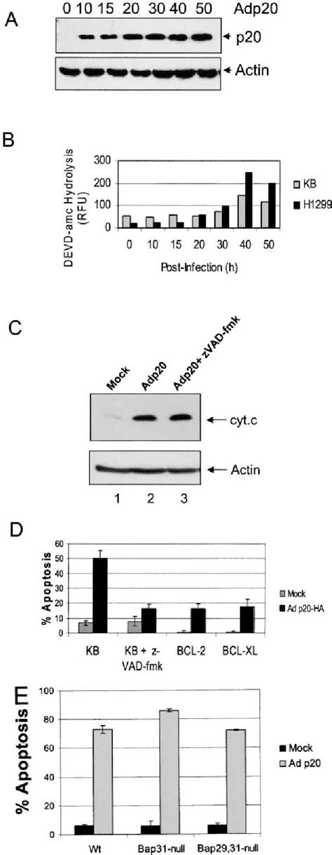 Figure 2 From Caspase Cleavage Product Of Bap31 Induces Mitochondrial