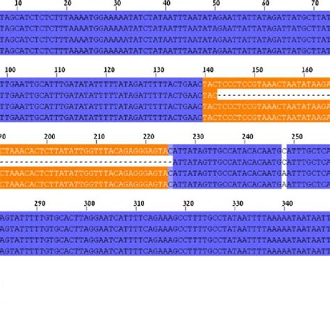 Multiple Sequence Alignment Of Sequenced Pcr Bands See Fig 1
