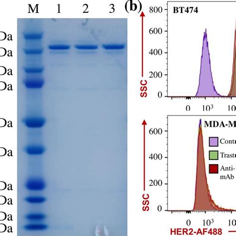 Summary Of Adc Cytotoxicity Assay Download Table