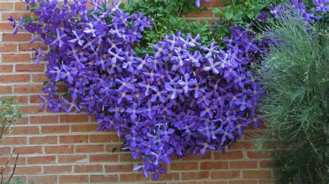 7 Best Plants To Grow On A Wall Toms Guide