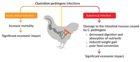 Clostat™ Kemin Asia Pacific