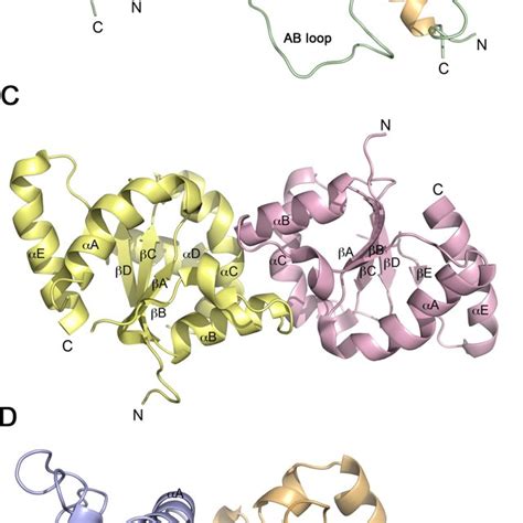 Schematic Overview Of Tir Domain Containing Proteins Involved In Tlr Download Scientific