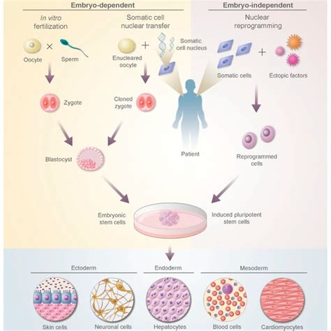 Production Of Embryonic Stem Cells And Induced Pluripotent Stem Cells