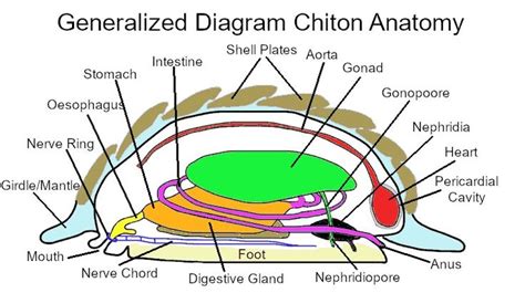 Class Polyplacophora Chitons Information Earth Life In 2025 General Biology Body Organs