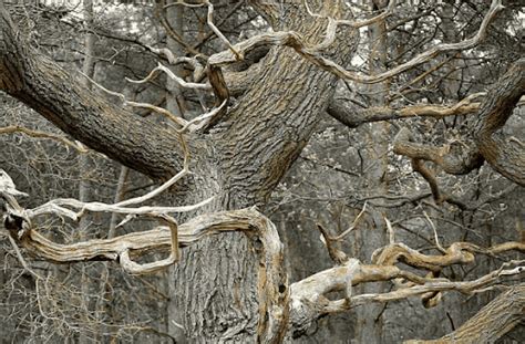 A Plus Arborist Tree Removal Services Charles Town WV