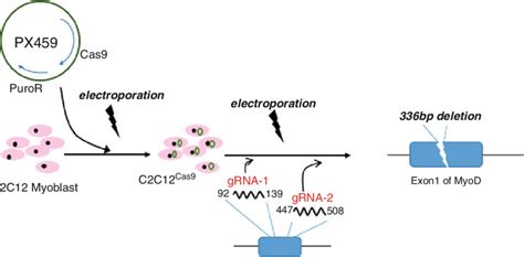 Schematic View Of The Experiment Validating SgRNA Efficacy In Brief A Download Scientific
