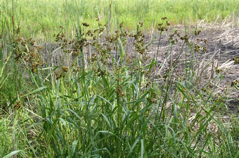 Scirpus Atrovirens Blue Thumb