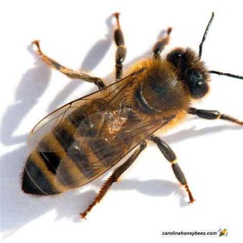 What Color Is Honey Bee