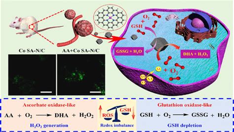 Cobalt Single Atom Nanozyme Co Administration With Ascorbic Acid