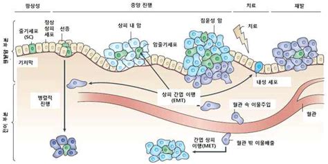 보고서 암 전이 및 세포사멸에서의 Kaiso 역할 규명 및 조절기전 확립