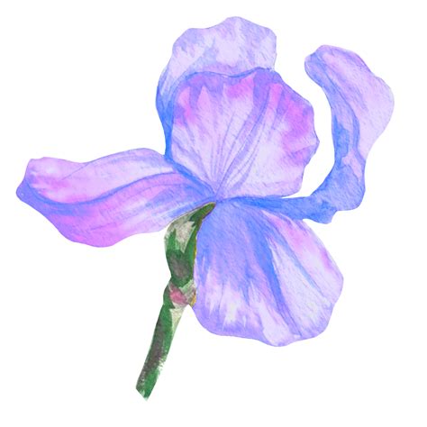 Purple Iris Flower Drawing