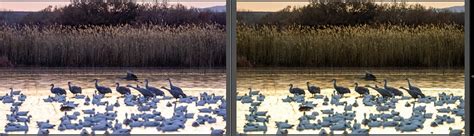 Photoai 111 Dng Colors Not Matching Raw Files After Applying Edits