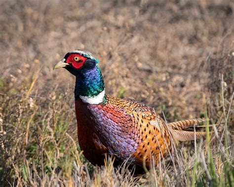 Ring Necked Pheasant Audubon Field Guide