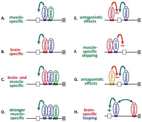 Developmental Regulation Of Rna Processing By Rbfox Proteins
