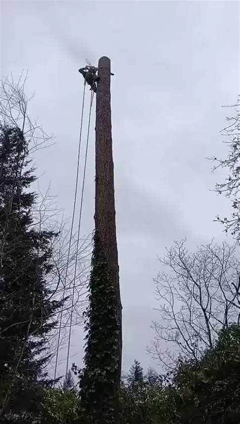 Tree Trimming Scrolller