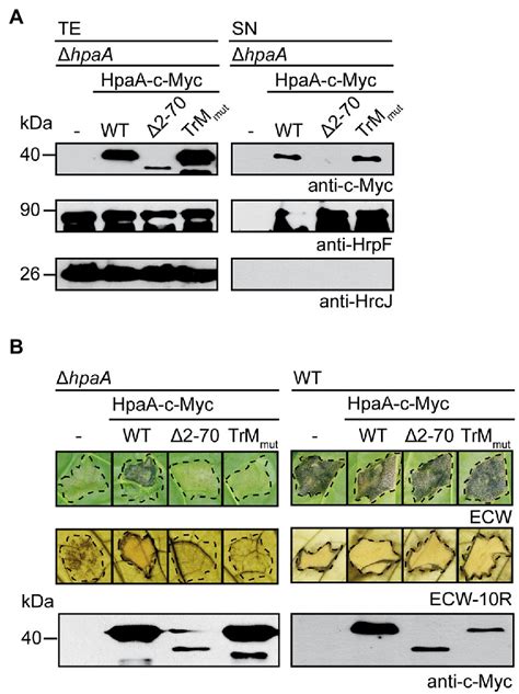 Frontiers Recognition Of A Translocation Motif In The Regulator Hpaa From Xanthomonas