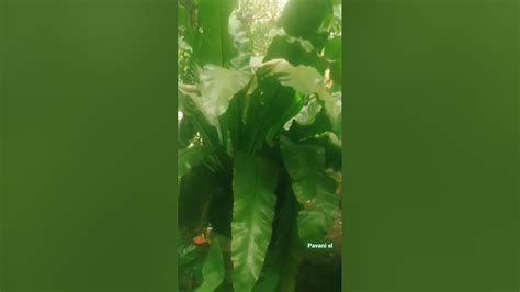 Shots ලොකු ලොකු ගස් ගස් ලස්සන විසිතුරු මල් ගස්😍😍😍😍 Youtube