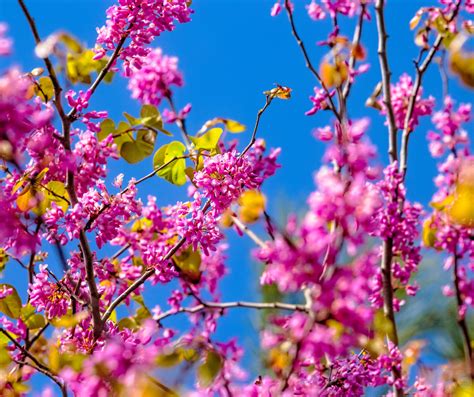 The Most Beautiful Native Pennsylvania Trees To Plant Bright Lane Gardens