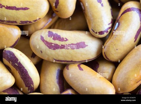 Tiger Eye Dry Bean At Jenenge Blog
