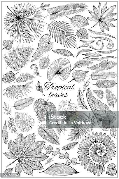 벡터 열대 야자수 잎 세트 배경에 대한 이국적인 잎 요소 스케치 스타일로 식물손 그린 일러스트레이션 해변에 대한 스톡 벡터 아트 및 기타 이미지 Istock