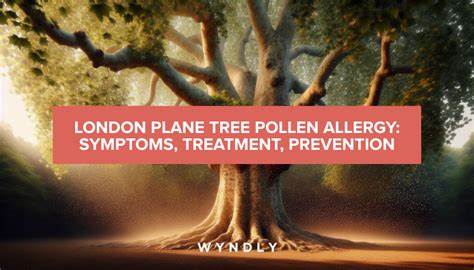 London Plane Tree Pollen Allergy Symptoms And Solutions 2025 And Wyndly