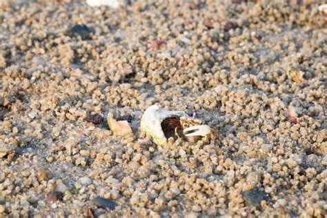 Fiddler Crab Stock Image Image Of Biont Biology Wild 101368859