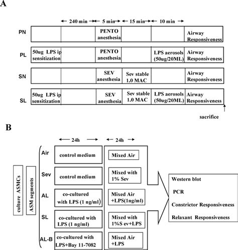 Schematic Diagram Of Experimental Design A Experimental Protocol In Download Scientific