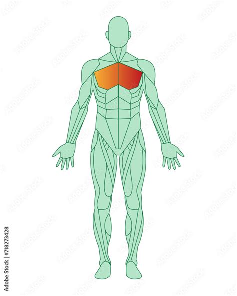 Figure Of A Man With Highlighted Muscles Schematic Of Man Body With