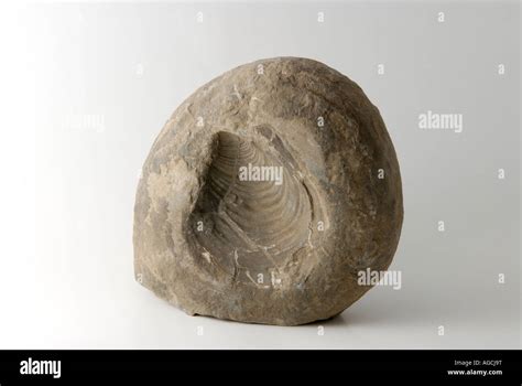 Cast Fossil