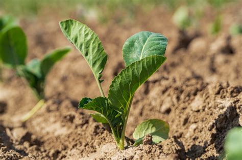 Closeup Kecambah Kubis Hijau Ditanam Dalam Barisan Rapi Tanaman Kubis