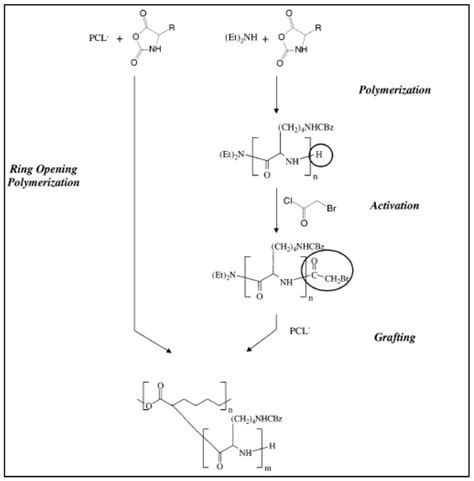 Polyε Caprolactone Based Graft Copolymers Synthesis Methods And Applications In The