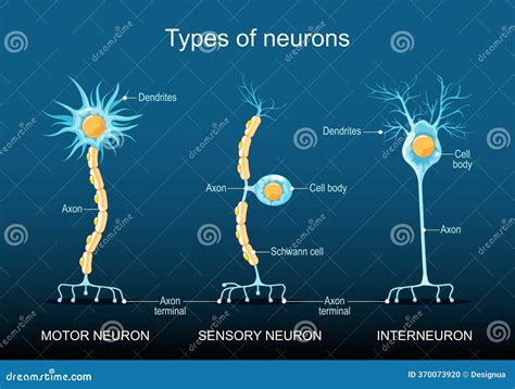 Sensory Neuron Interneuron Motor Neuron Interneurons Physiopedia