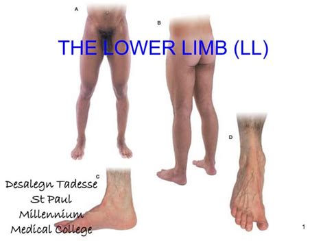 Lower Limb Complete Pptx