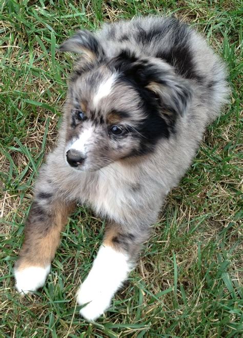 Miniature Australian Shepherd In Grass