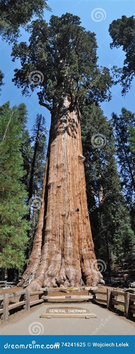 Генерал Шерман огромное дерево секвойи Стоковое Изображение изображение насчитывающей обще