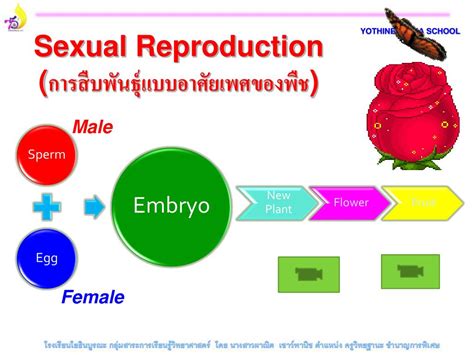 Ppt Plant Reproduction Powerpoint Presentation Free Download Id 2085925
