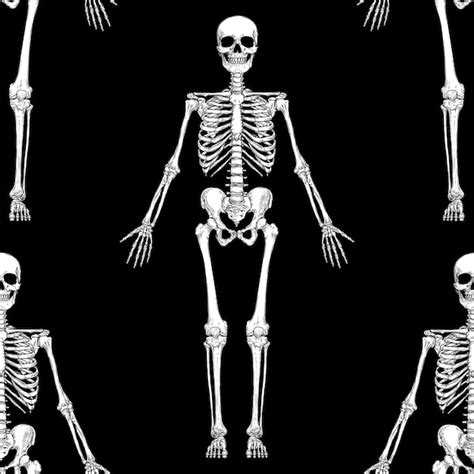 Premium Vector Human Skeleton Anatomy