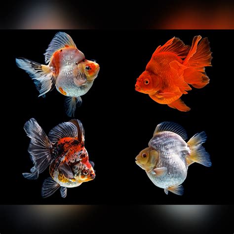 Assorted Ryukin Goldfish Carassius Auratus