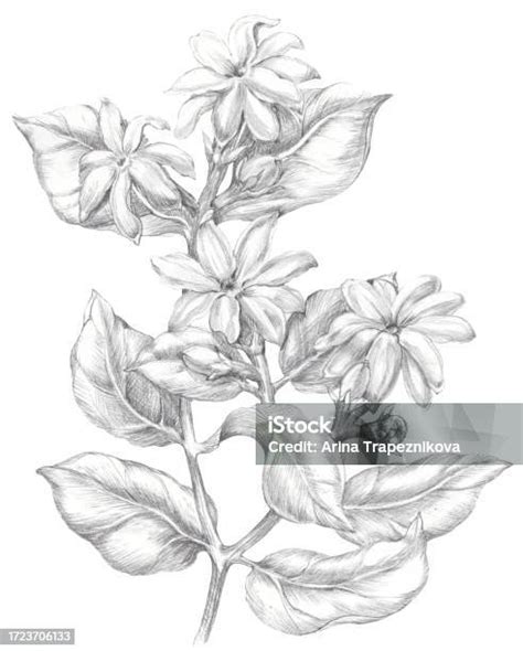 White Jasmine Flower Botanical Pencil Drawing Stock Illustration Download Image Now Jasmine