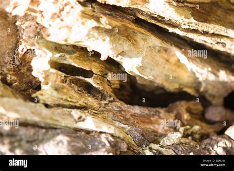 Corteccia Scarabeo Immagini E Fotografie Stock Ad Alta Risoluzione Alamy