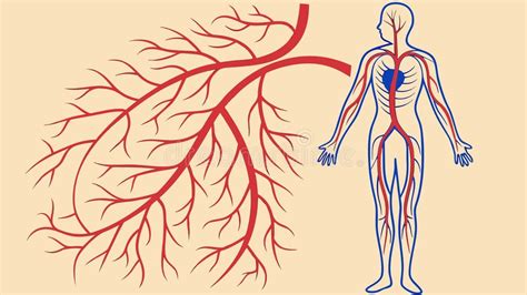 Human Vascular System Arteries And Veins Medical Science Vector