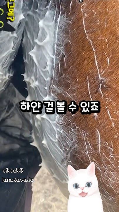 말에서 나오는 하얀색 액체의 정체 Youtube