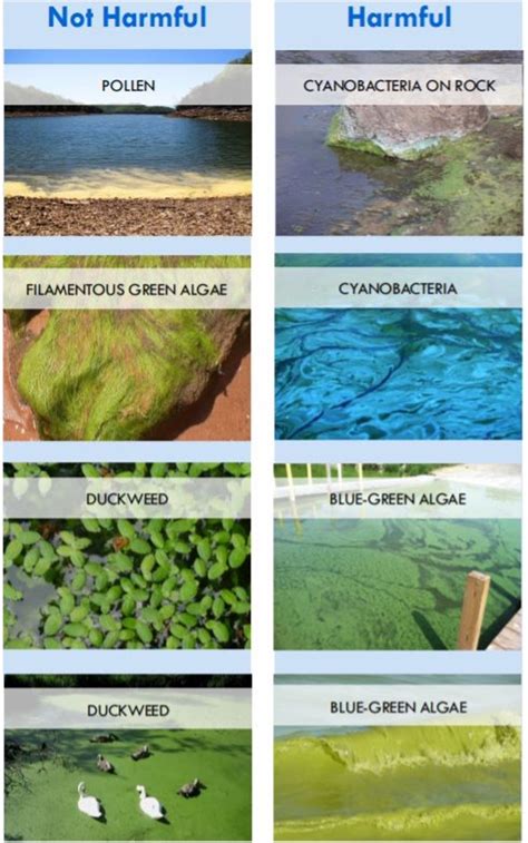 Scientists Urge The Public To Be On The Lookout For Harmful Algal