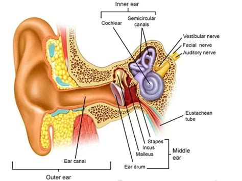 Auditory Nerve Diagram
