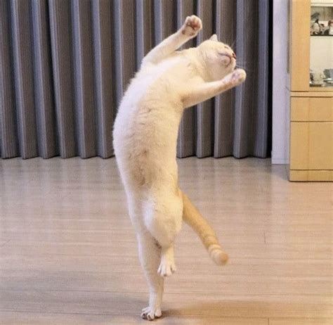 猫と思えない 激かわいい猫の不思議ポーズ10選｜ねこのきもちweb Magazine