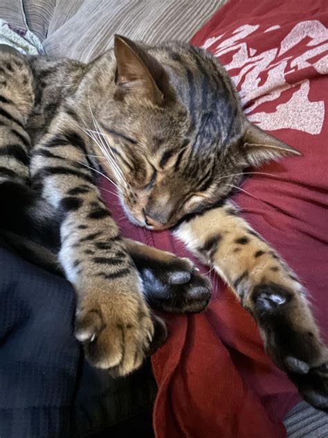 I Get Stuck In This Position All The Time Because I Dont Wanna Move Him Scrolller